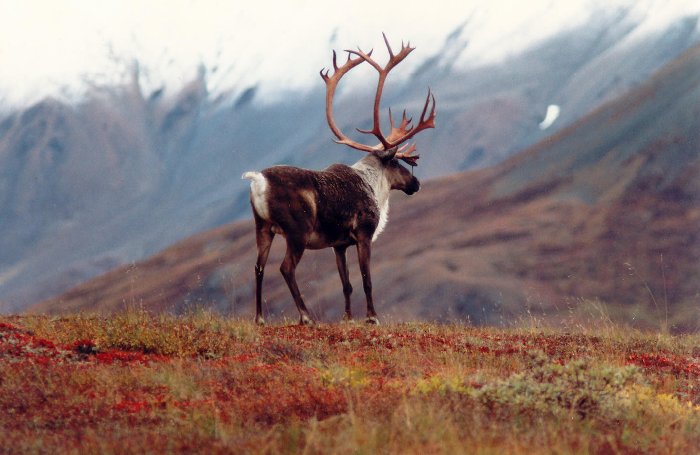 Caribou. Indigenous Winter Poem. Winter Solstice story telling ...